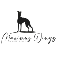 Maximus Wings: FCI Whippet Kennel in Slovakia – Maximus Wings